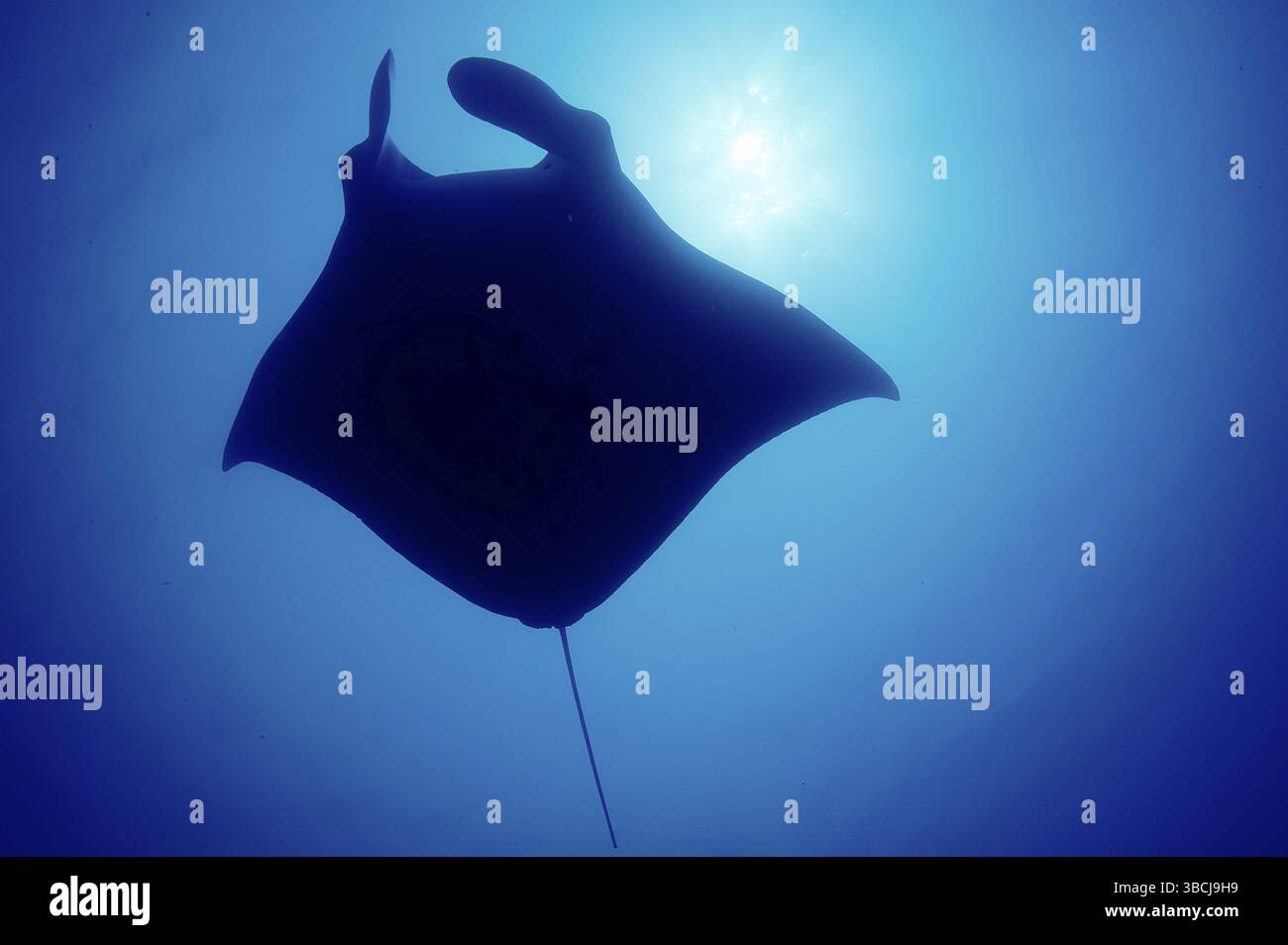 Manta ray, Yap (Manta birostris) (Manta), Devil ray, Giant ray ...