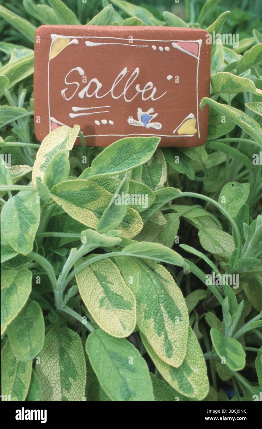 Common Sage 'Icertina', Common Sage (Salvia officinalis) 'Icertina ...