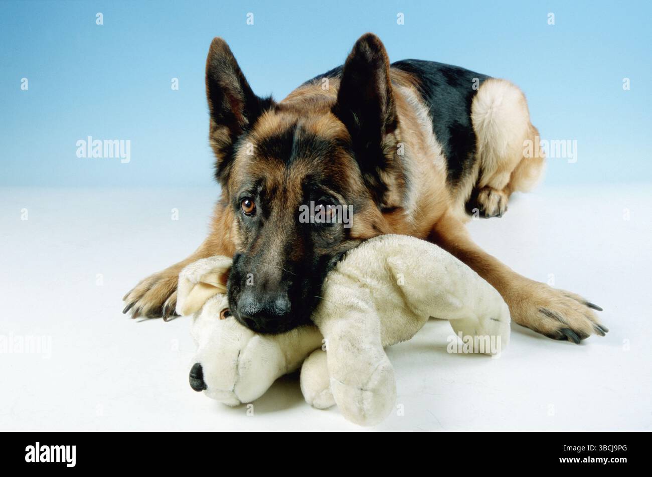 German Shepherd Dog with Soft Toy, German Shepherd Dog, Toy, Soft Toy ...