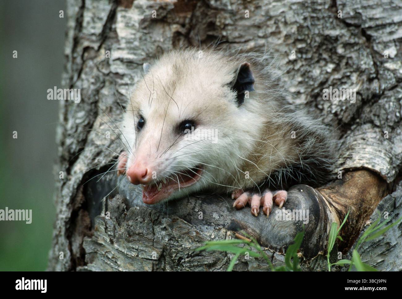 North American Opossum, USA (Didelphis marsupialis virginiana ...