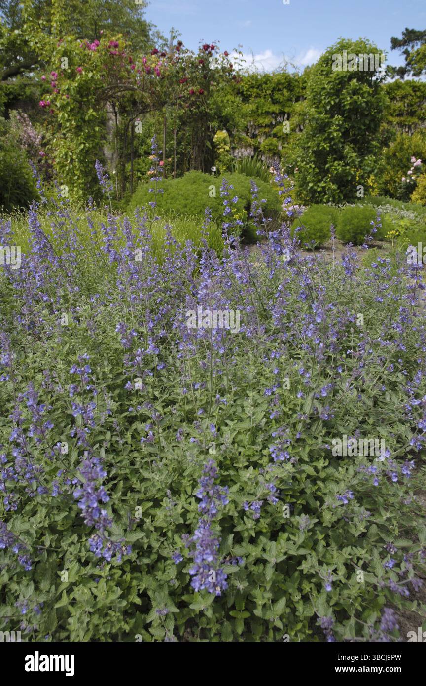 Catmint, Catnip (Nepeta cataria Stock Photo - Alamy