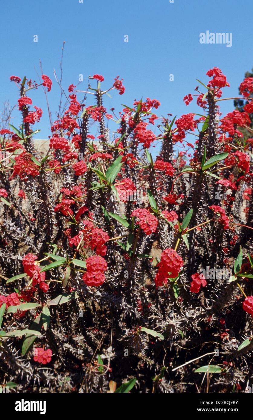 Crown of Thorns (Euphorbia milii), Madagascar, Crown of thorns ...