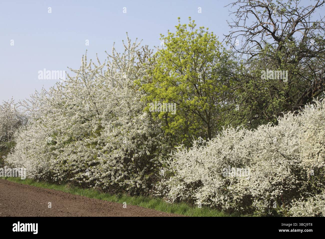Encroaching hawthorn hedge, hawthorn hedge (Crataegus monogyna) Germany ...