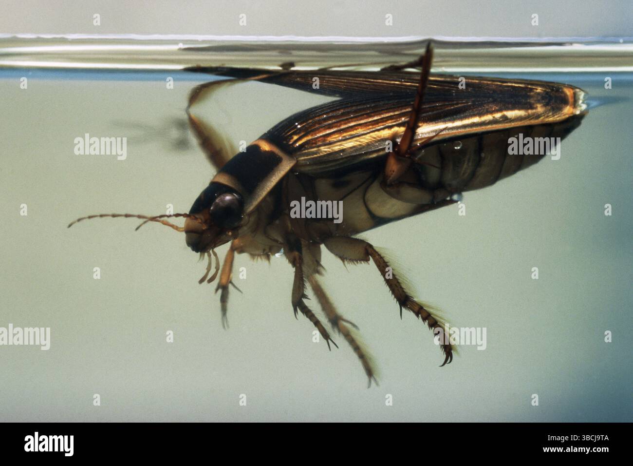 Great diving beetle (Dytiscus marginalis), female, lateral view Stock ...