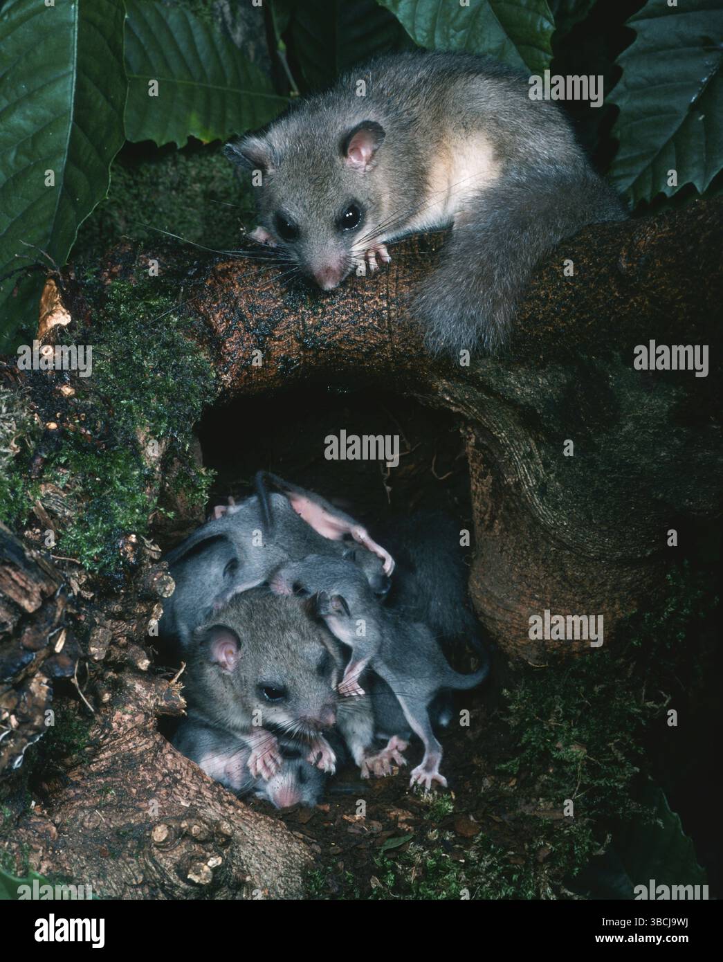 Edible Dormice, pair with youngs in nest, dormouse (Glis glis), pair ...