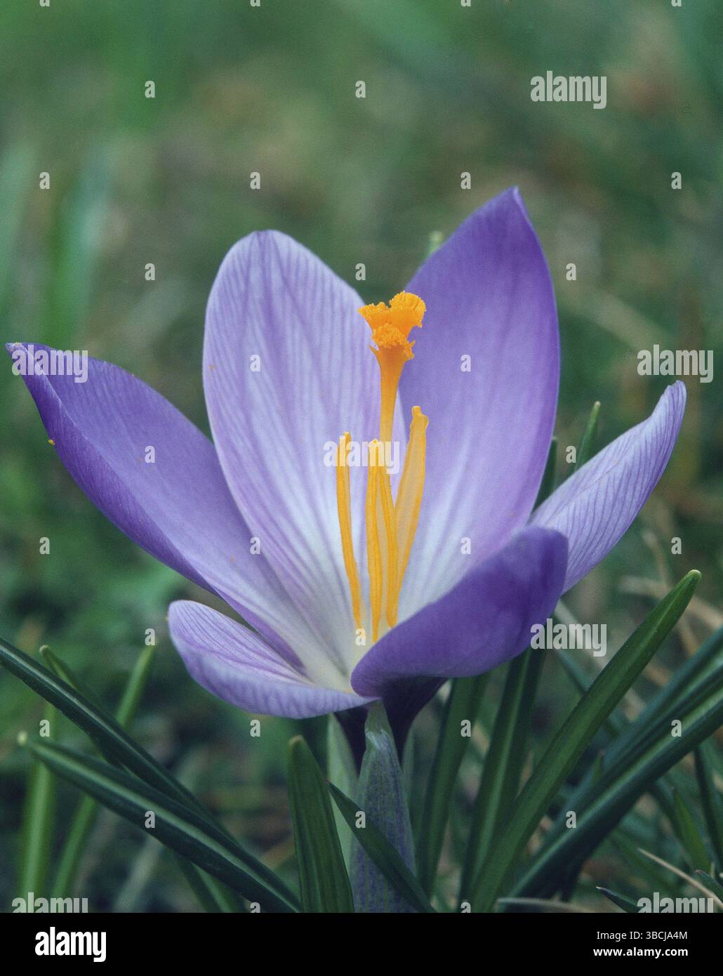 Crocus vernus var neapolitanus hi-res stock photography and images - Alamy