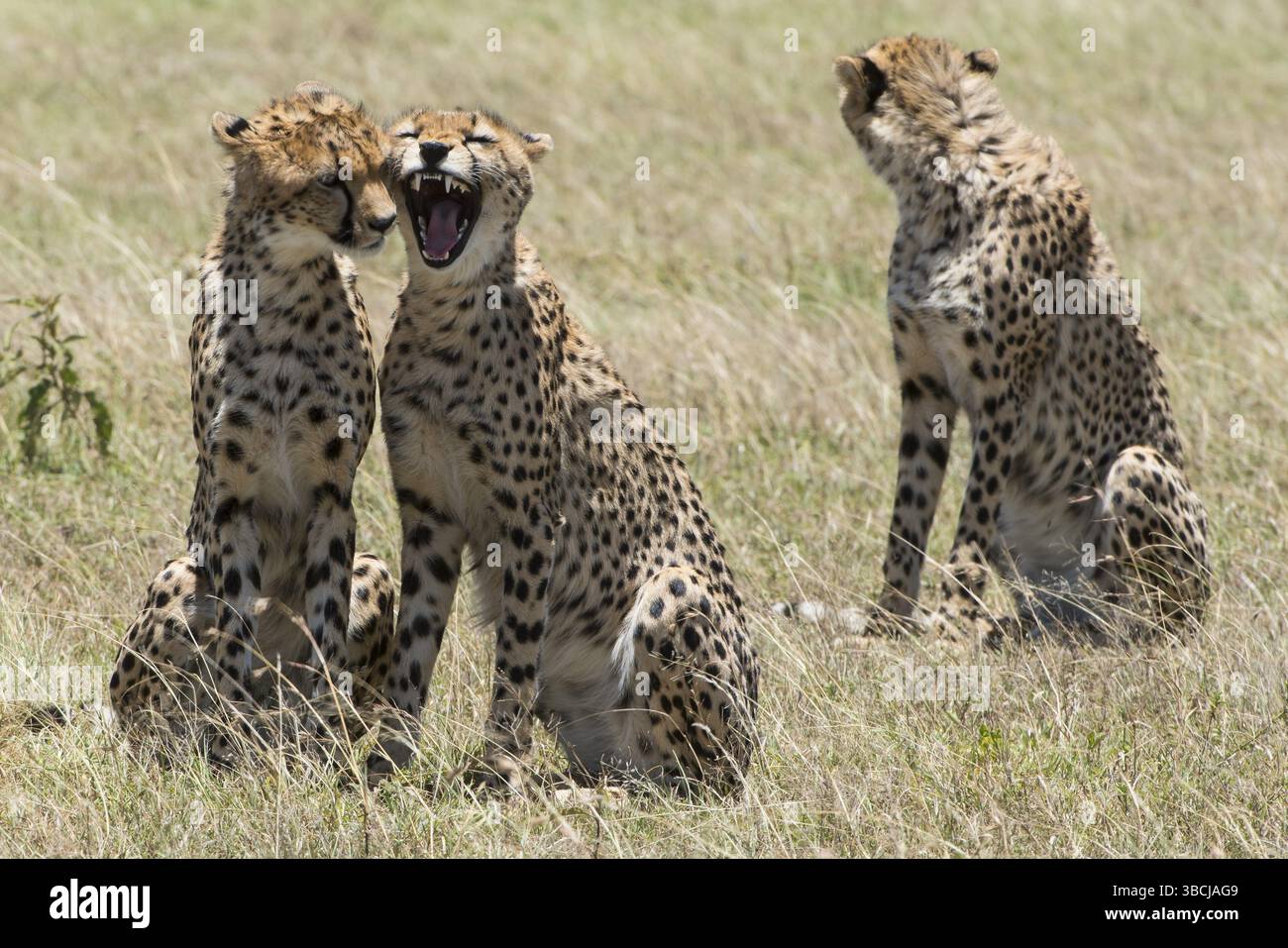 Cheetah, animal, wild, wildlife, predator, cat, africa, running, spots ...