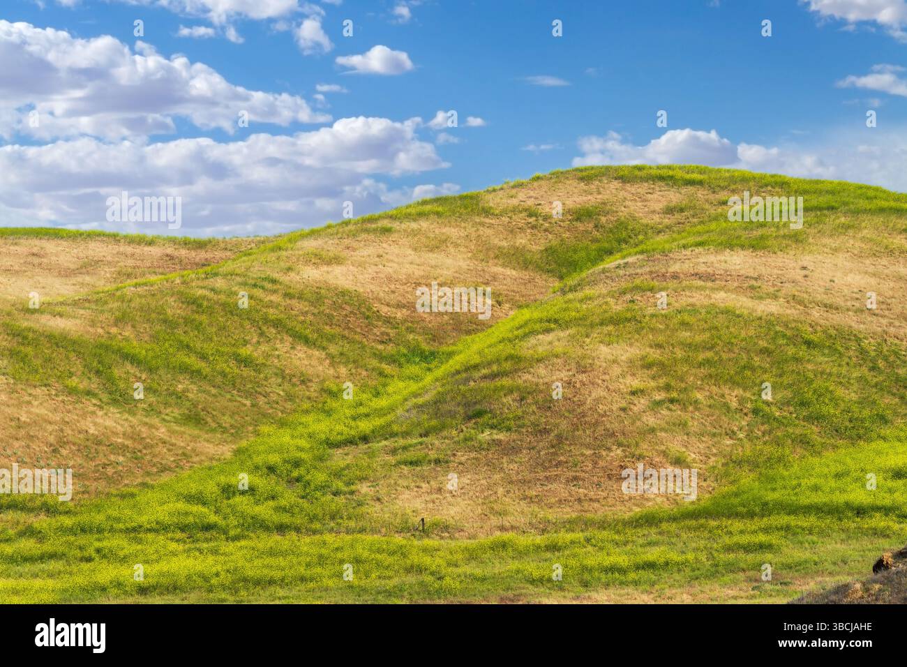 Green grass field with dry yellow patches on the hills of Chino Hills ...
