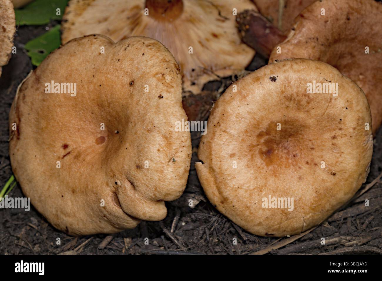 Oakbug milkcap fungus hi-res stock photography and images - Alamy
