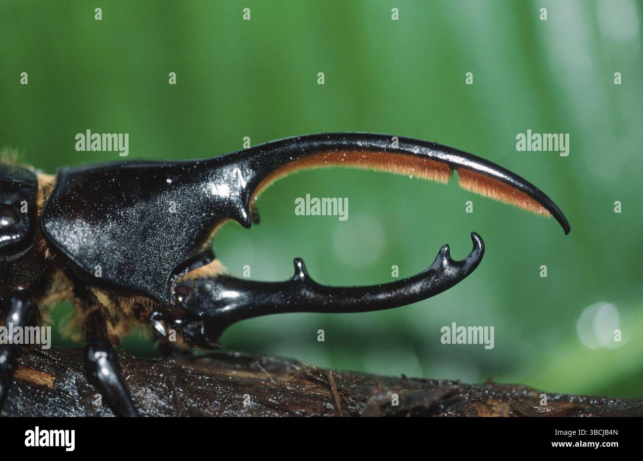 Hercules beetle (Dynastes hercules Stock Photo - Alamy