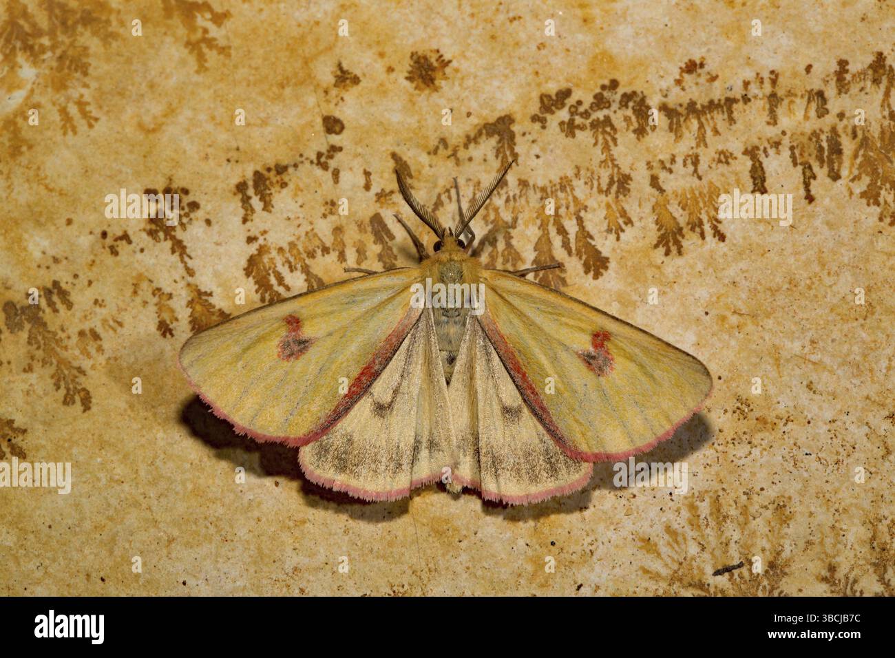 Fossils of tiger hi-res stock photography and images - Alamy