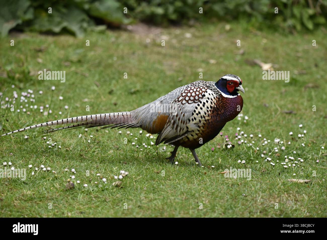 Portrait of a Male Common Pheasant (Phasianus colchicus) Walking Left ...