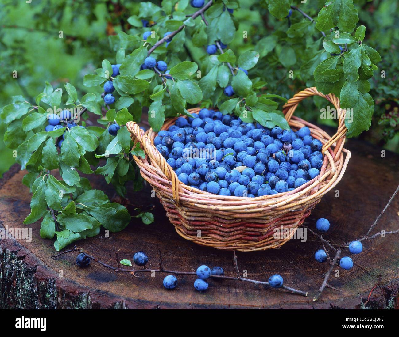 Blackthorns (Prunus spinosa) on the bush and in a basket Stock Photo ...