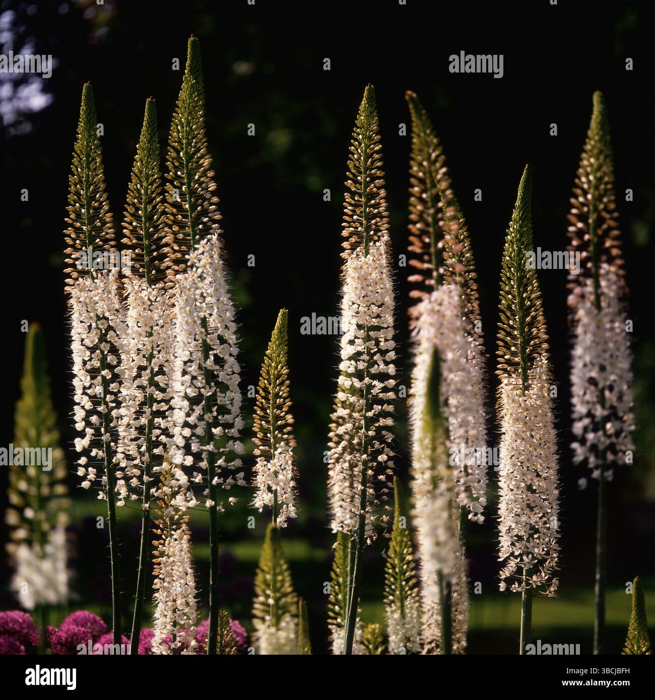 Foxtail Lily (Eremurus robustus Stock Photo - Alamy