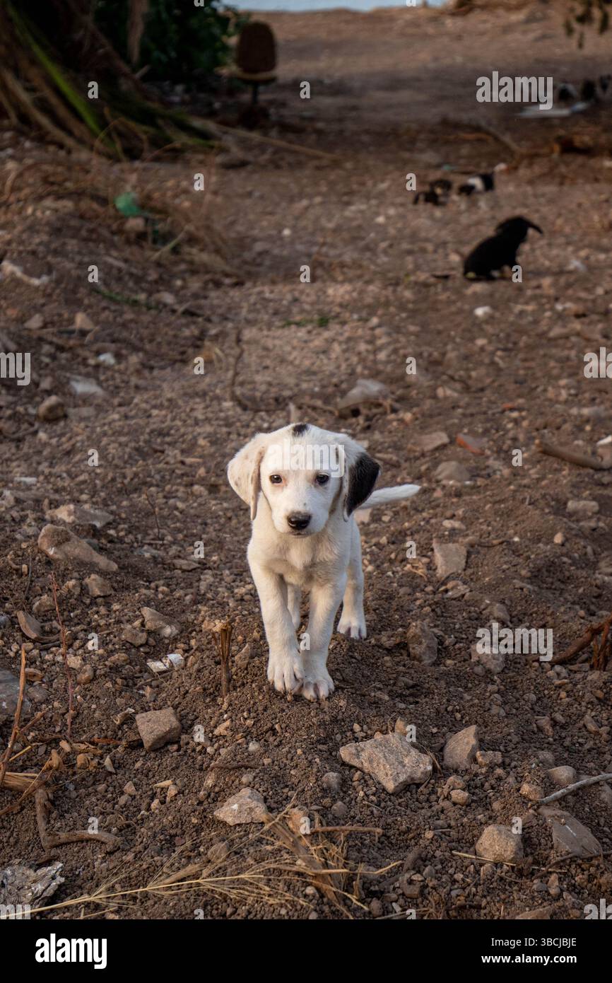 Cute little puppy portrait Stock Photo - Alamy