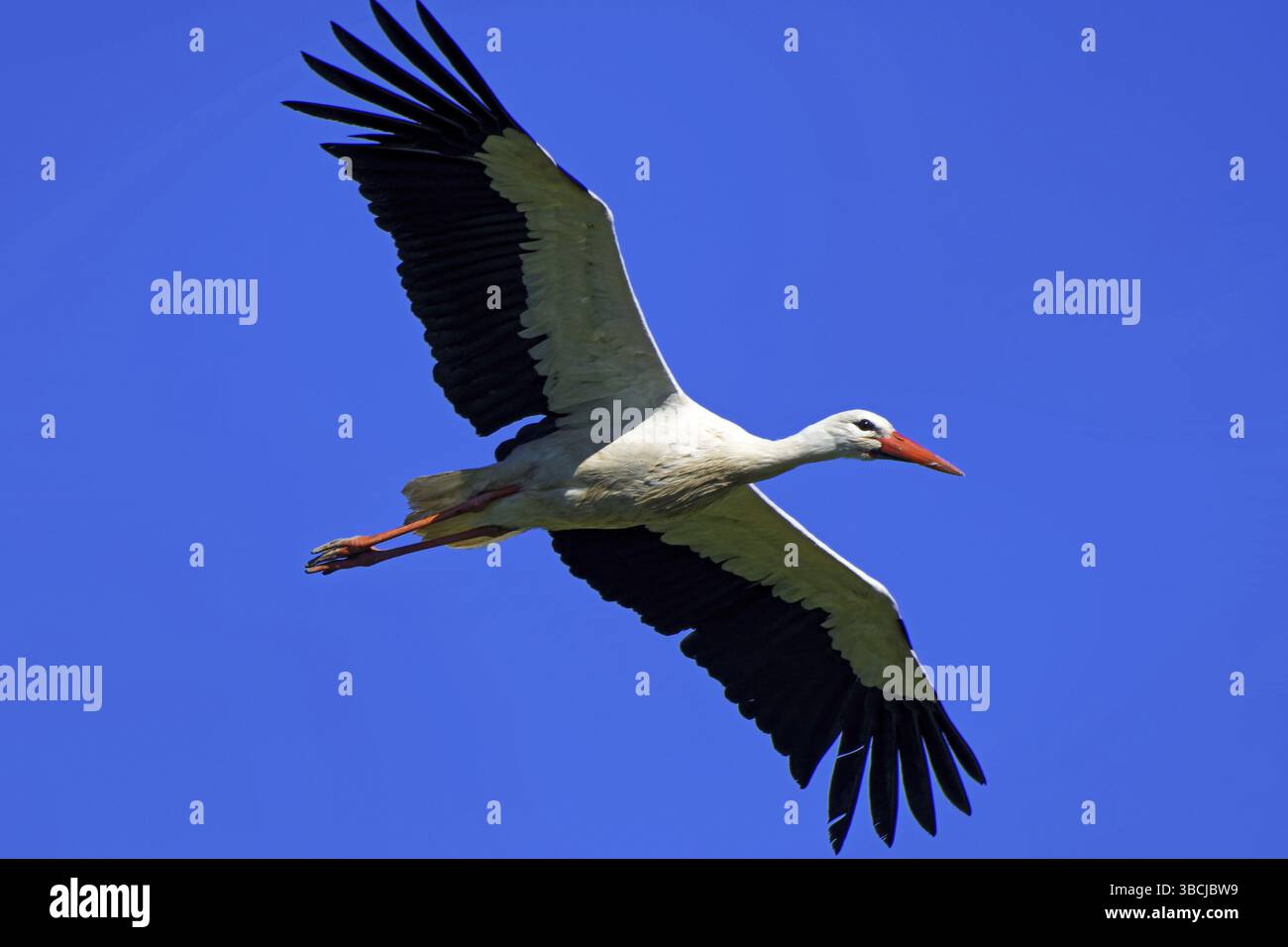 Stork in gliding flight Stock Photo - Alamy