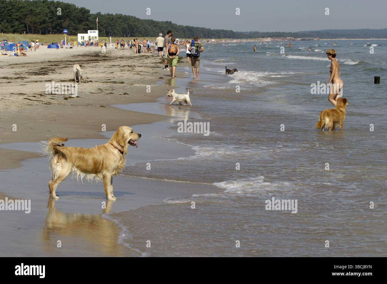 Dog Beach, Binz, Isle of Ruegen, Dog Beach, Island of Ruegen, Ruegen ...