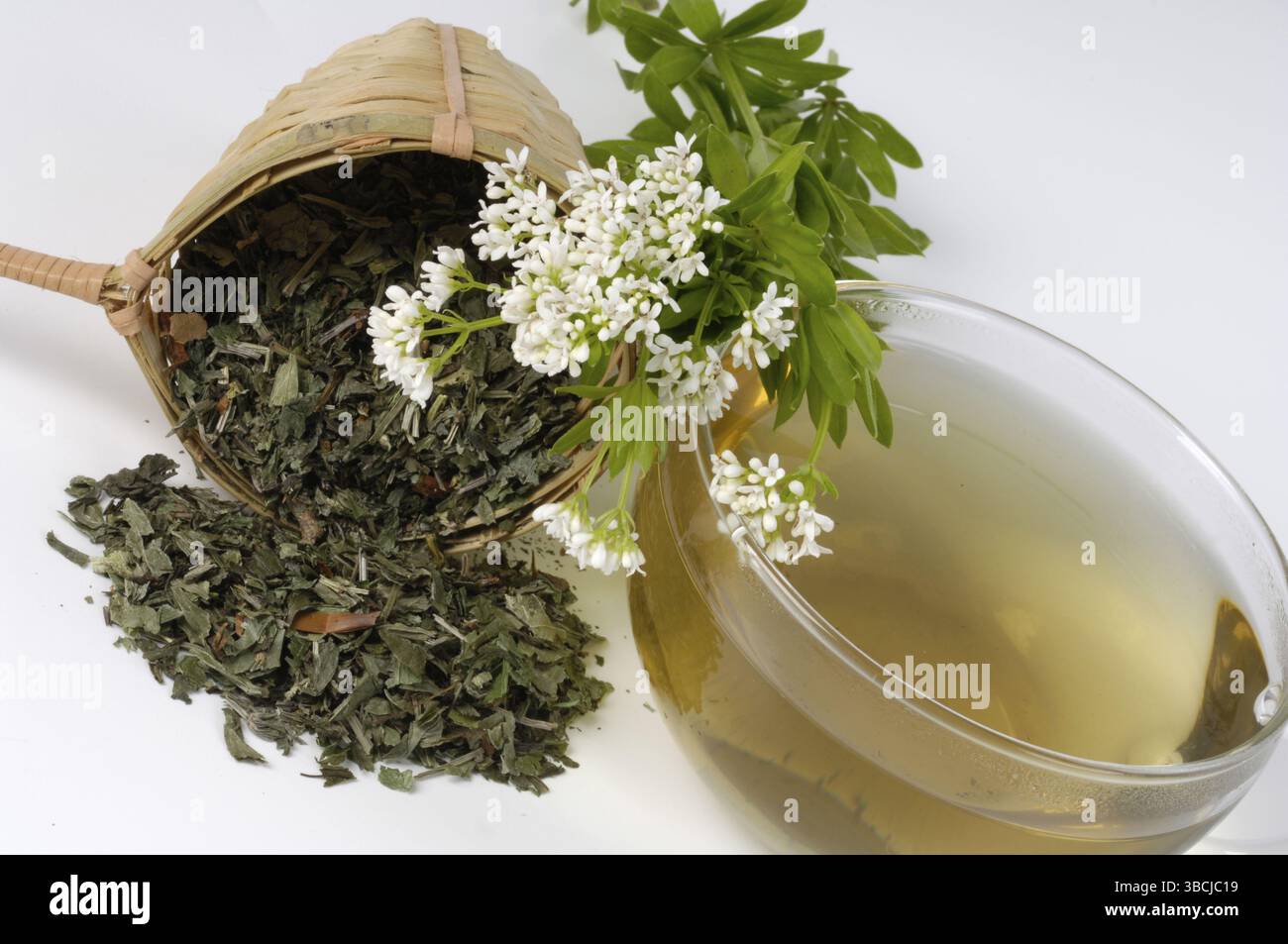 Cup of Sweet Woodruff tea, cup of woodruff tea (Asperula odorata ...