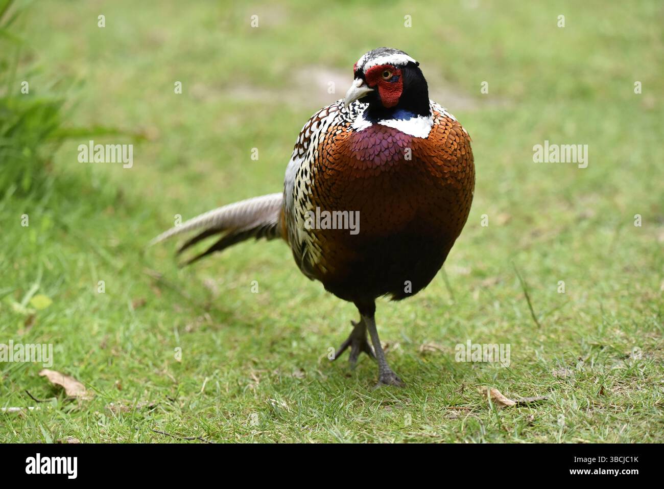 Portrait of a Male Common Pheasant (Colchicus phasianus) Standing ...