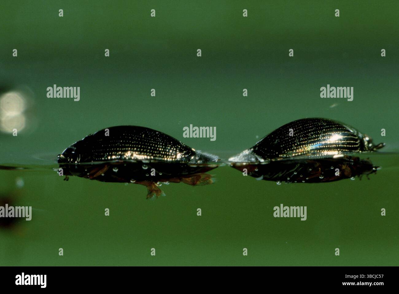 Whirligig Beetles (Gyrinus natator) (Gyrinus substriatus), whirligig ...