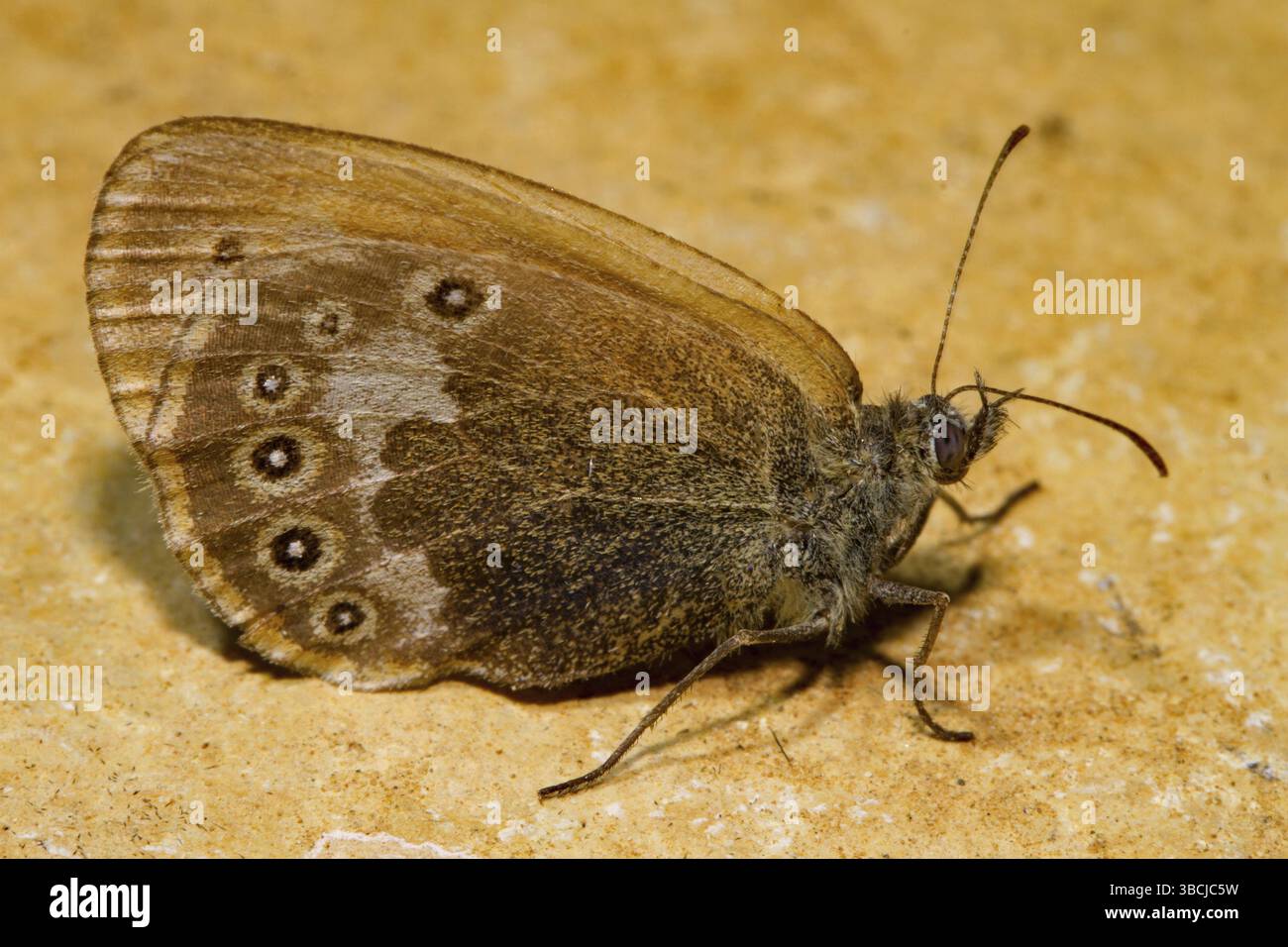 Chestnut moth hi-res stock photography and images - Alamy