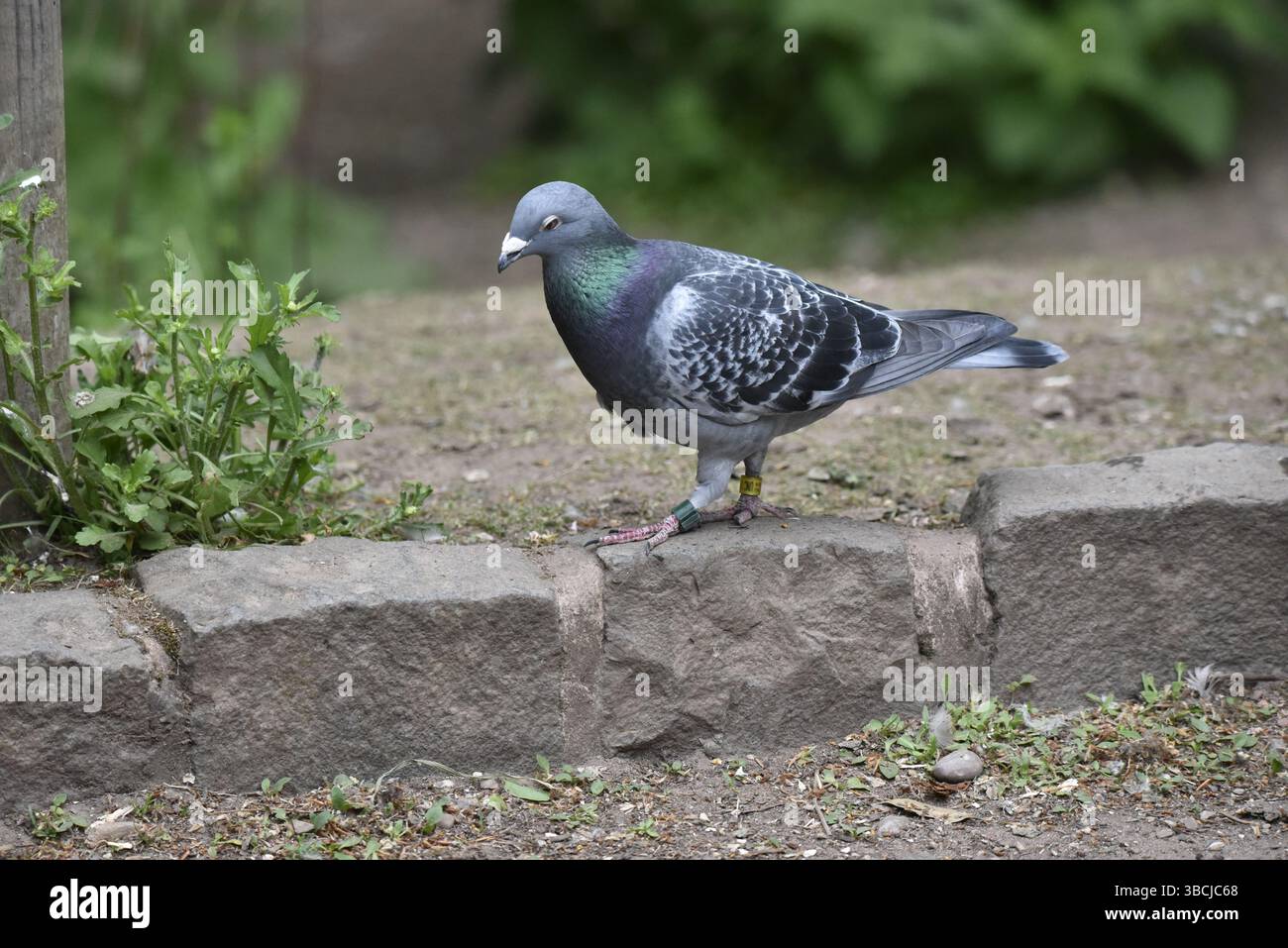 Domestic Feral Pigeon (Columba columba) Looking Down From Low Wall on ...