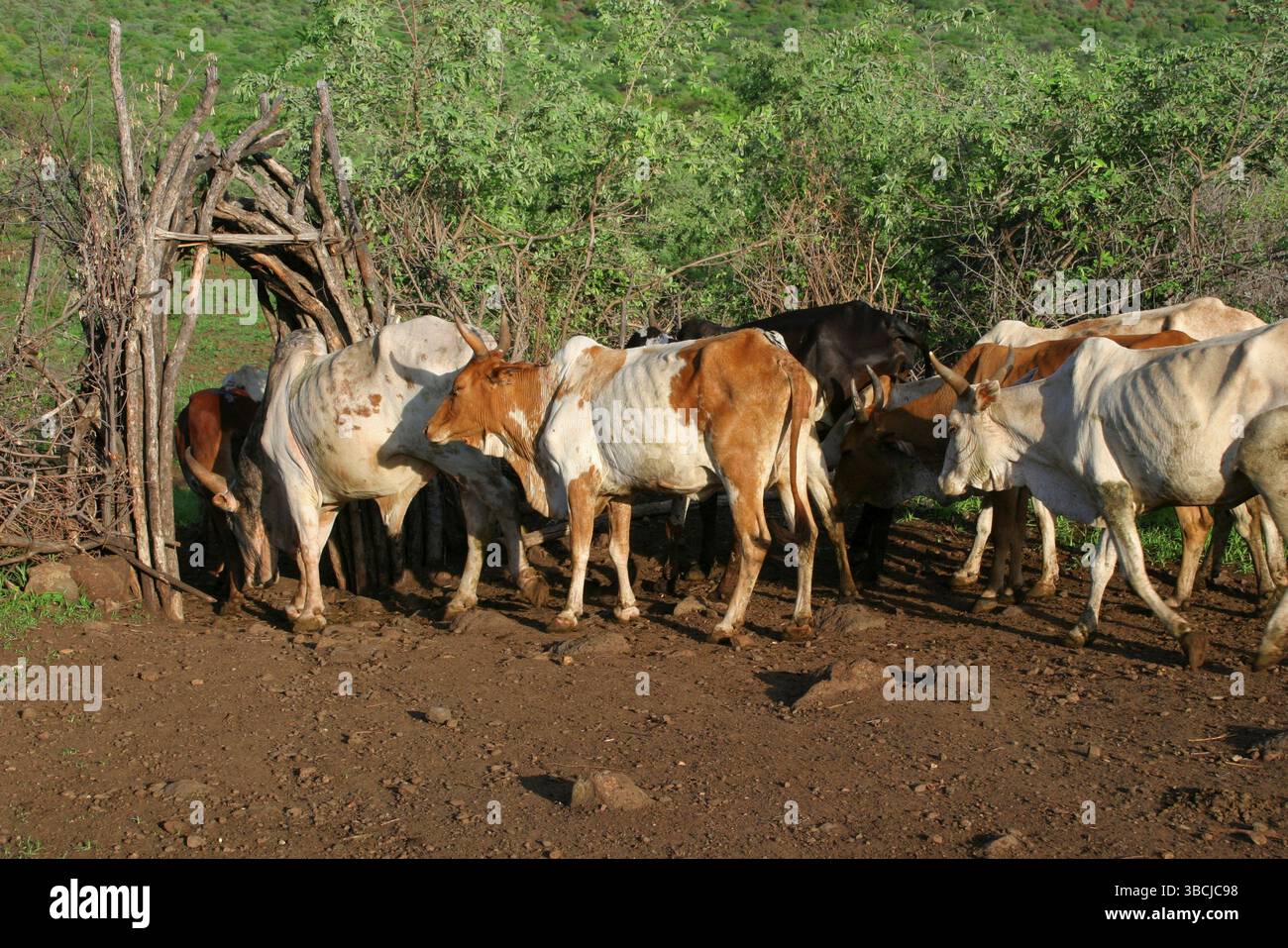 Zebu Cattle walking through thorn bush hedge, Zebu cattle walking ...