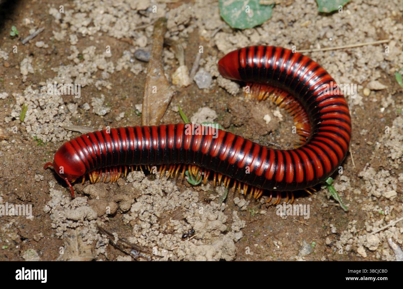 Millepedes, Madagascar (Rhapidostreptus virgator), Red Madagascar ...