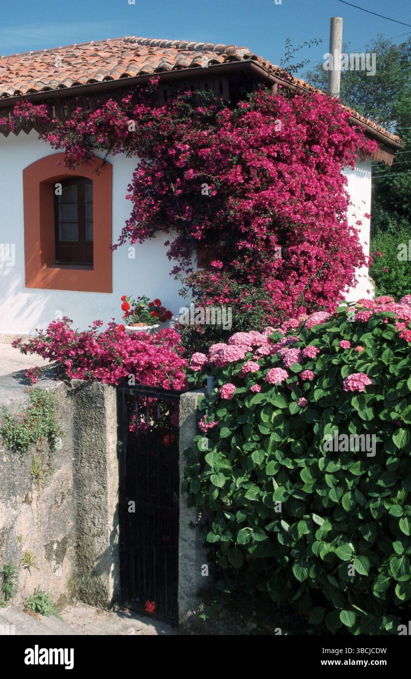 Bougainvillea on house wall hi-res stock photography and images - Alamy
