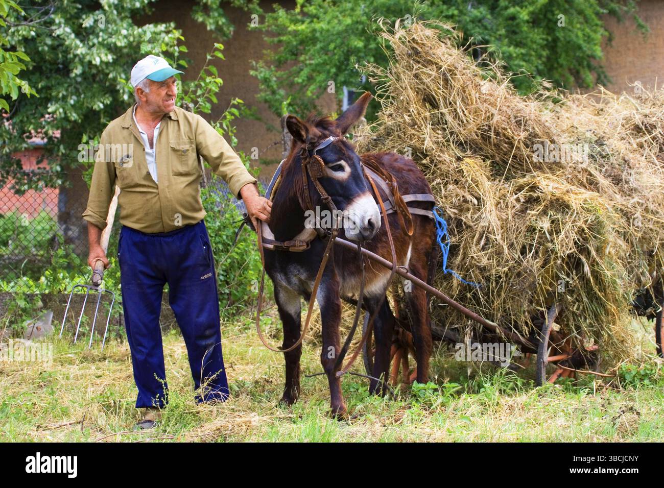 Farmer with donkey cart, Muselievo, domestic donkey, donkey, donkey ...