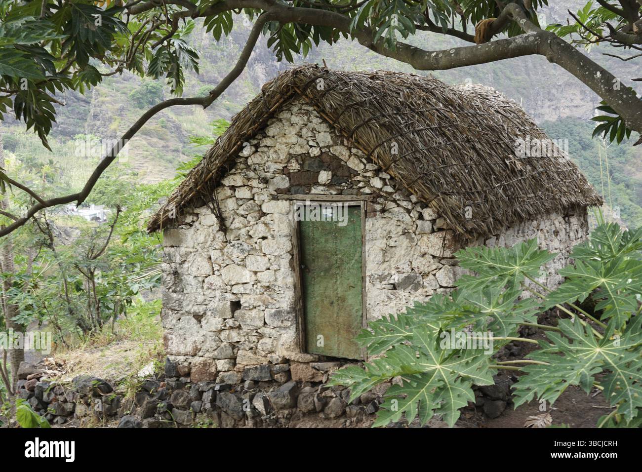 Traditional farmhouse, stone house with thatched roof, breadfruit tree ...