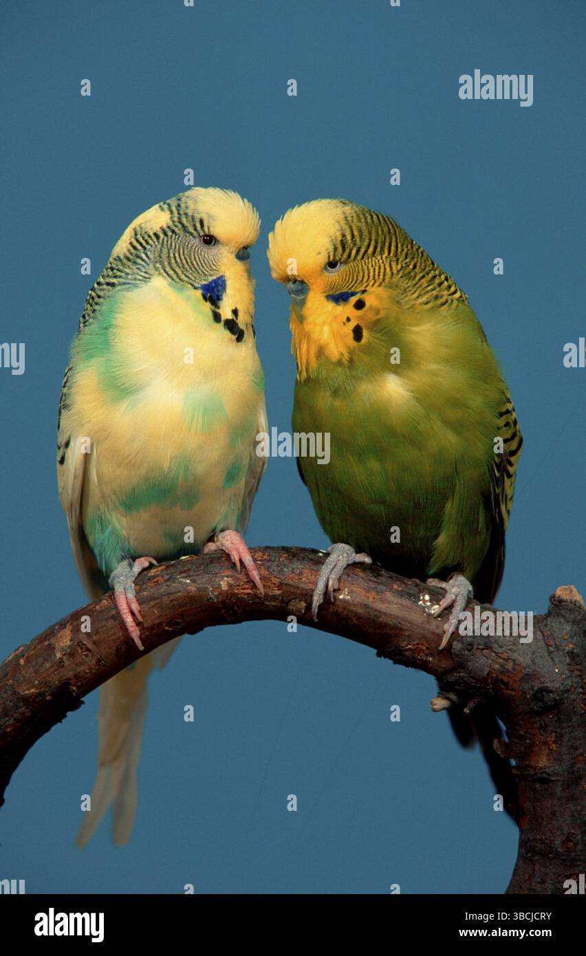 Budgerigars, males, budgerigars (Melopsittacus undulatus), male, normal ...