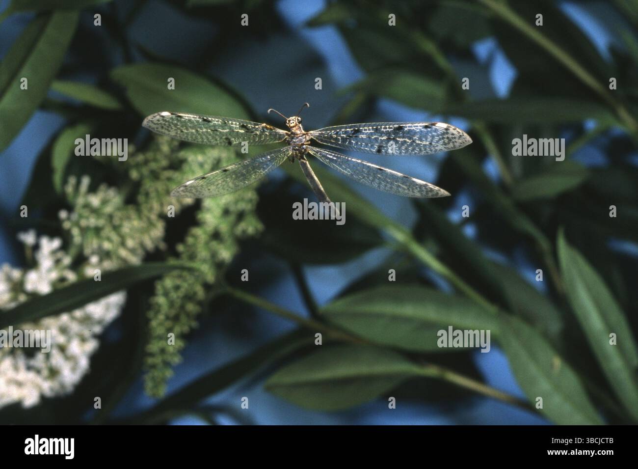 Ant lion flies hi-res stock photography and images - Alamy