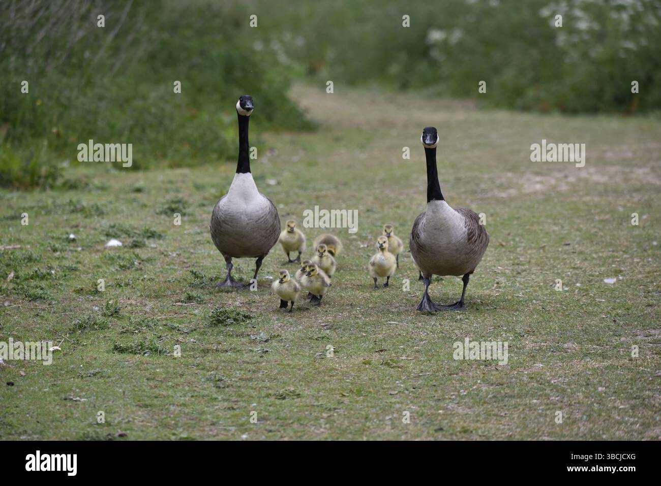 Family of Canada Geese (Branta canadensis) Walking Along Parkland Path ...