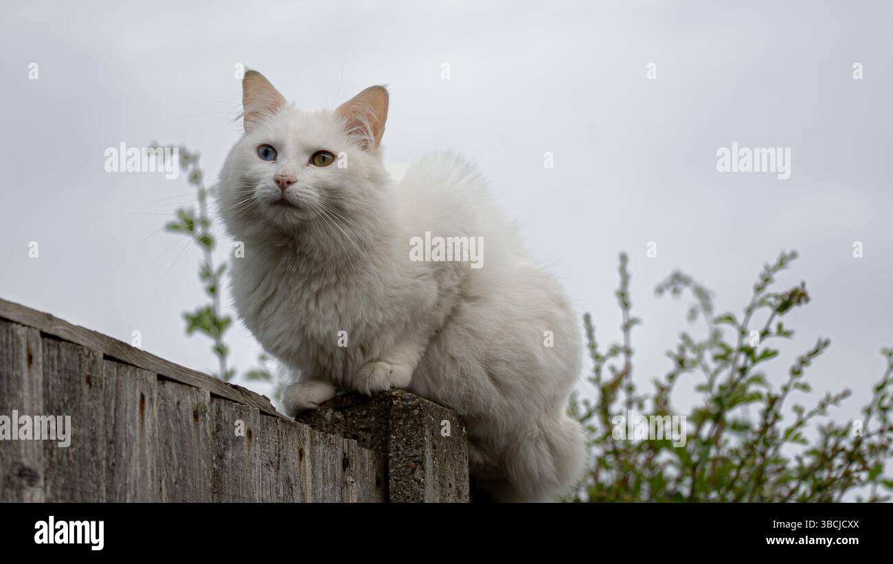 Elegant white cat with captivating heterochromia on a wooden fence ...