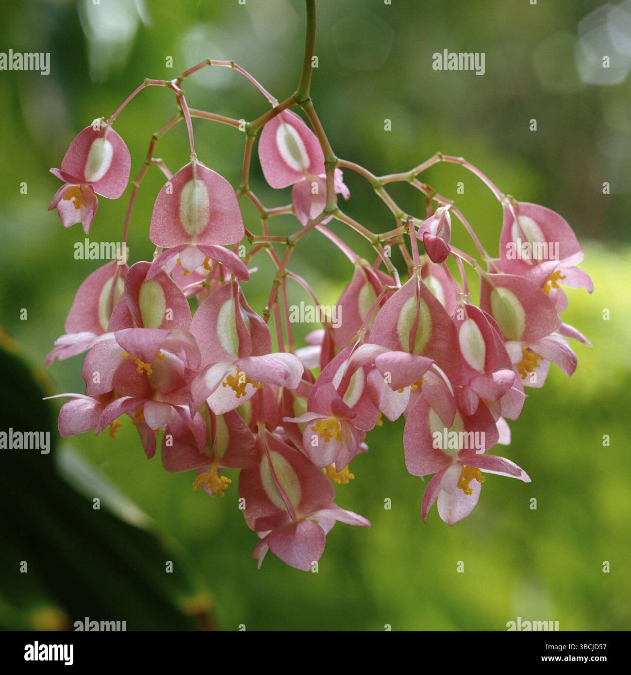 Begonia (Begonia evansiana), Japan begonia, flowers, ornamental plants ...