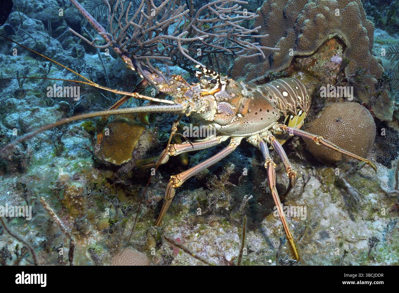 Caribbean spiny crayfish (Panulirus argus), Bahamas, Central America ...