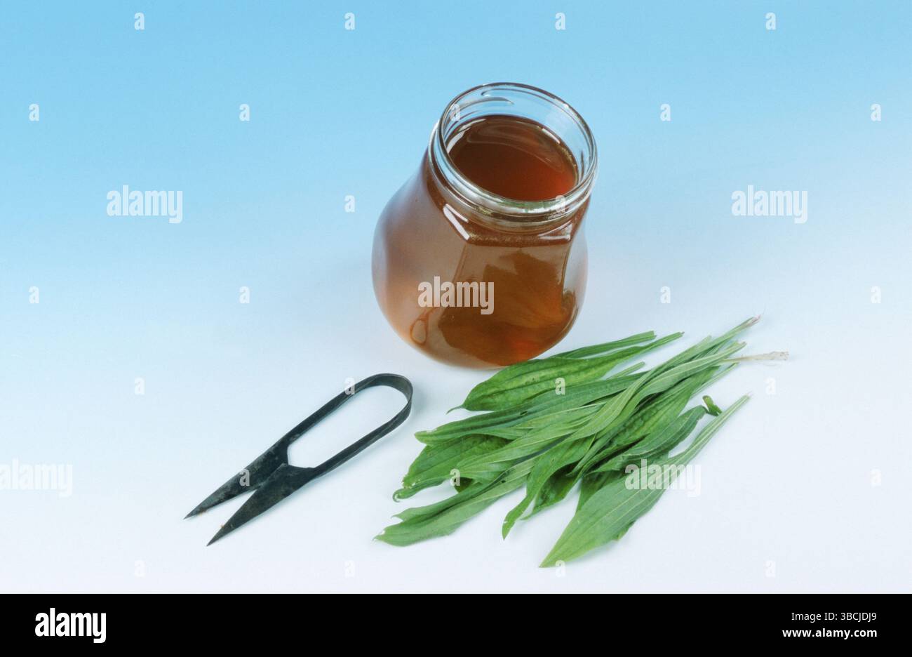 Honey and English Plantain (Plantago lanceolata) leaves, honey and ...