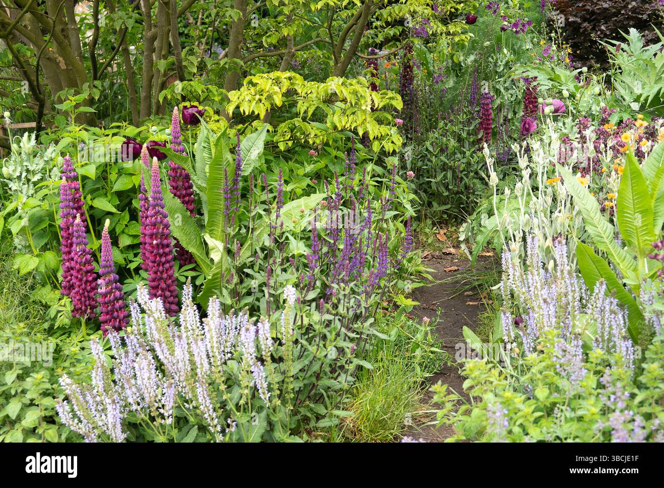 Chelsea, London, UK. 19th May, 2025. RHS Feature Garden, The RHS and ...
