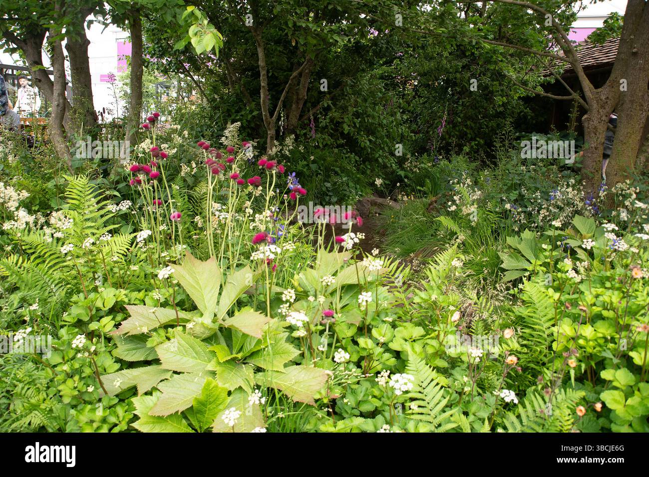 Chelsea, London, UK. 19th May, 2025. RHS Feature Garden, The RHS and ...