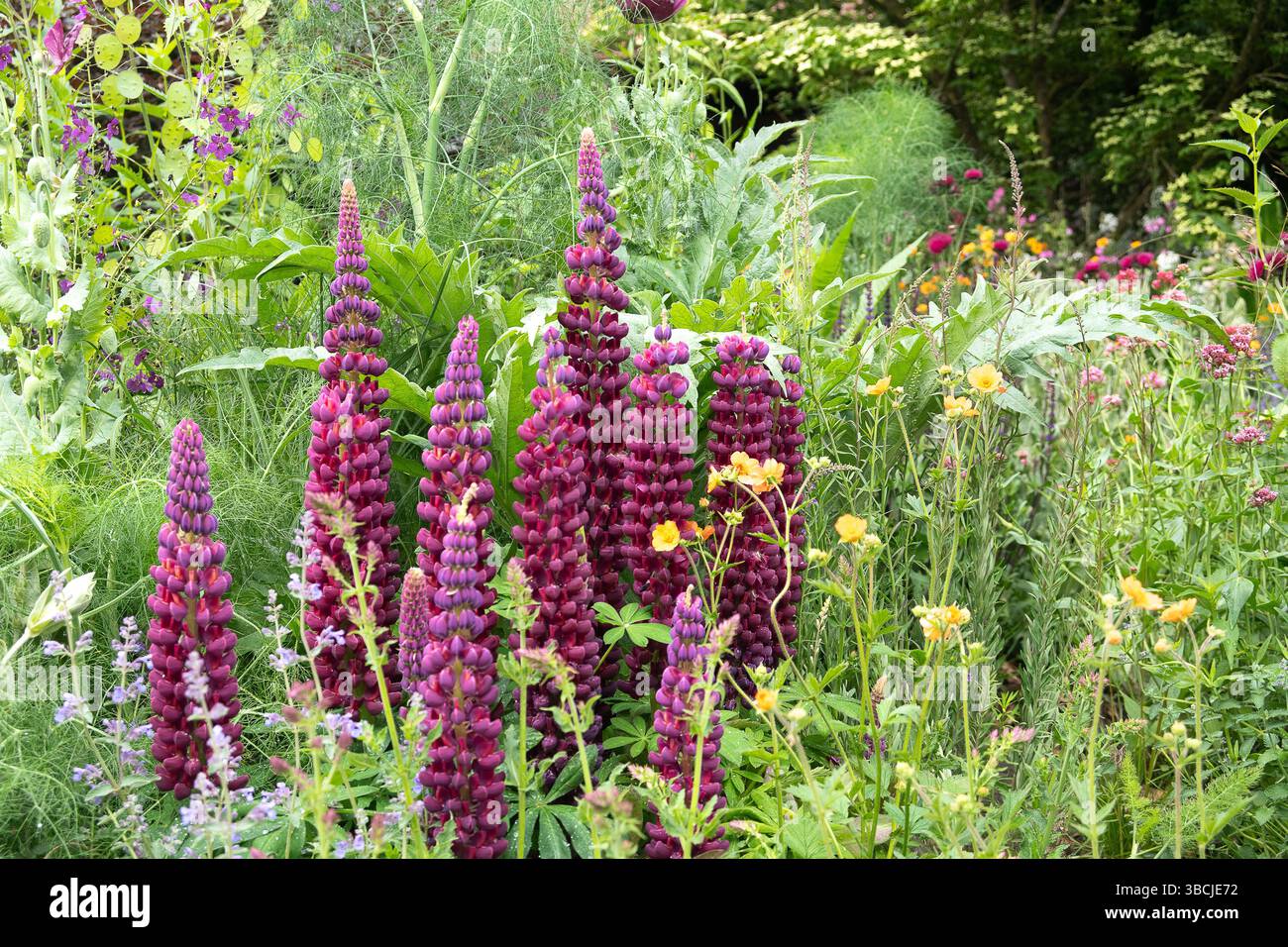 Chelsea, London, UK. 19th May, 2025. RHS Feature Garden, The RHS and ...