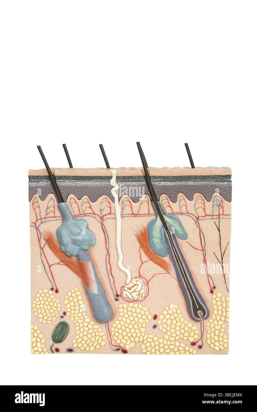 Artificial model human skin tissue isolated on white background Stock ...