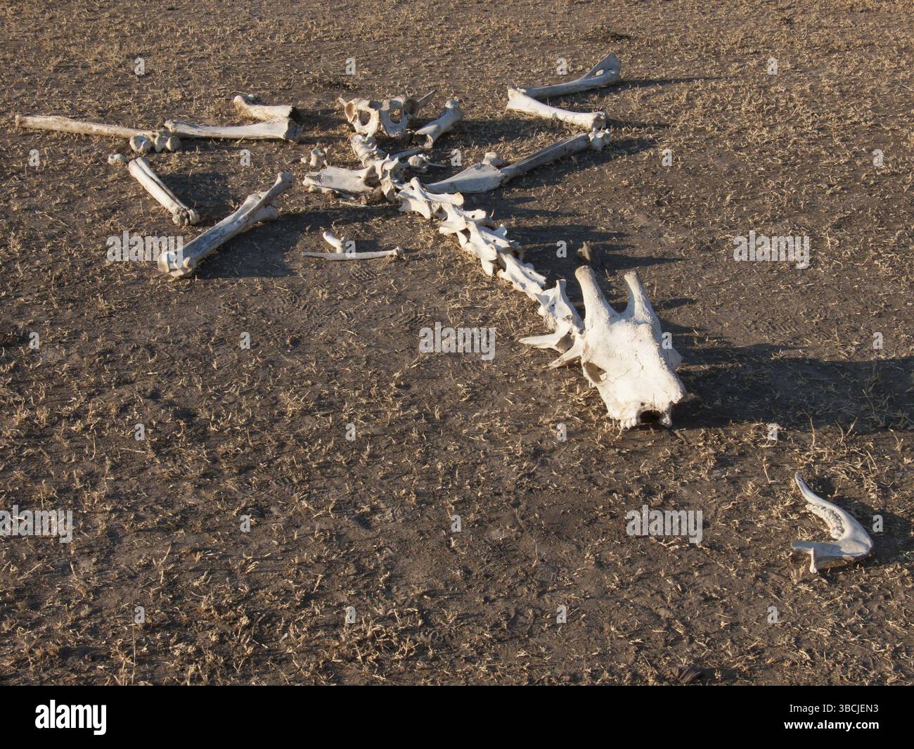 The decaying skeleton of a dead giraffe lying spread out on the ground ...