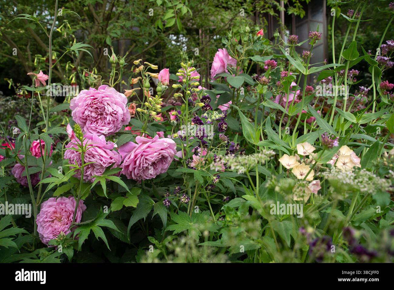 Chelsea, London, UK. 19th May, 2025. Show Garden, The Glasshouse Garden at The RHS Chelsea ...