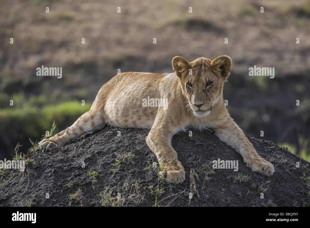 Adult, africa, african, animal, background, big, carnivore, cat ...
