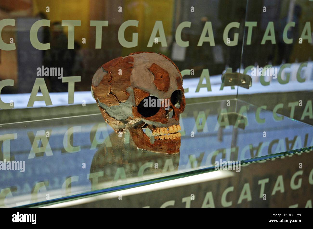 Neanderthal skull, Neanderthal Museum, Mettmann, North Rhine-Westphalia ...