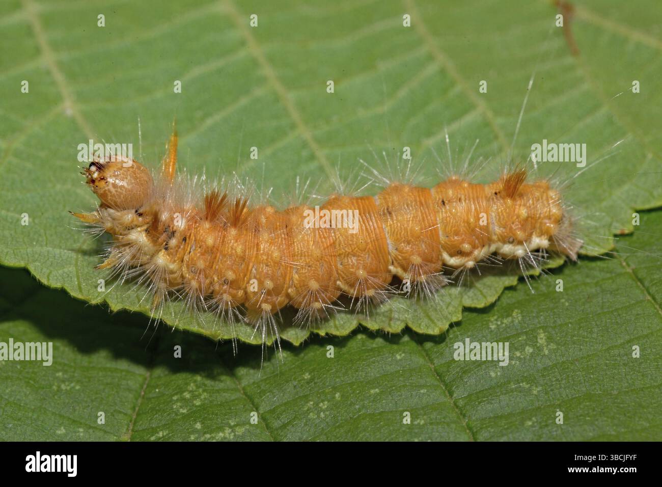 Walnut borer, Nut tree Tussock (Colocasia coryli Stock Photo - Alamy