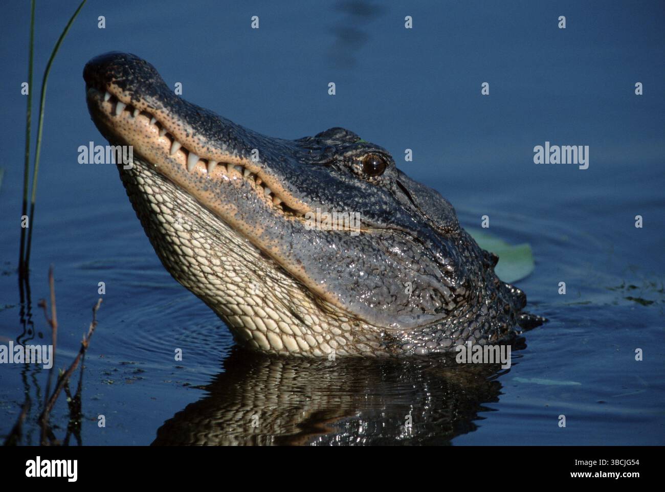 American Alligator (Alligator mississippiensis), bellowing, Texas, USA ...