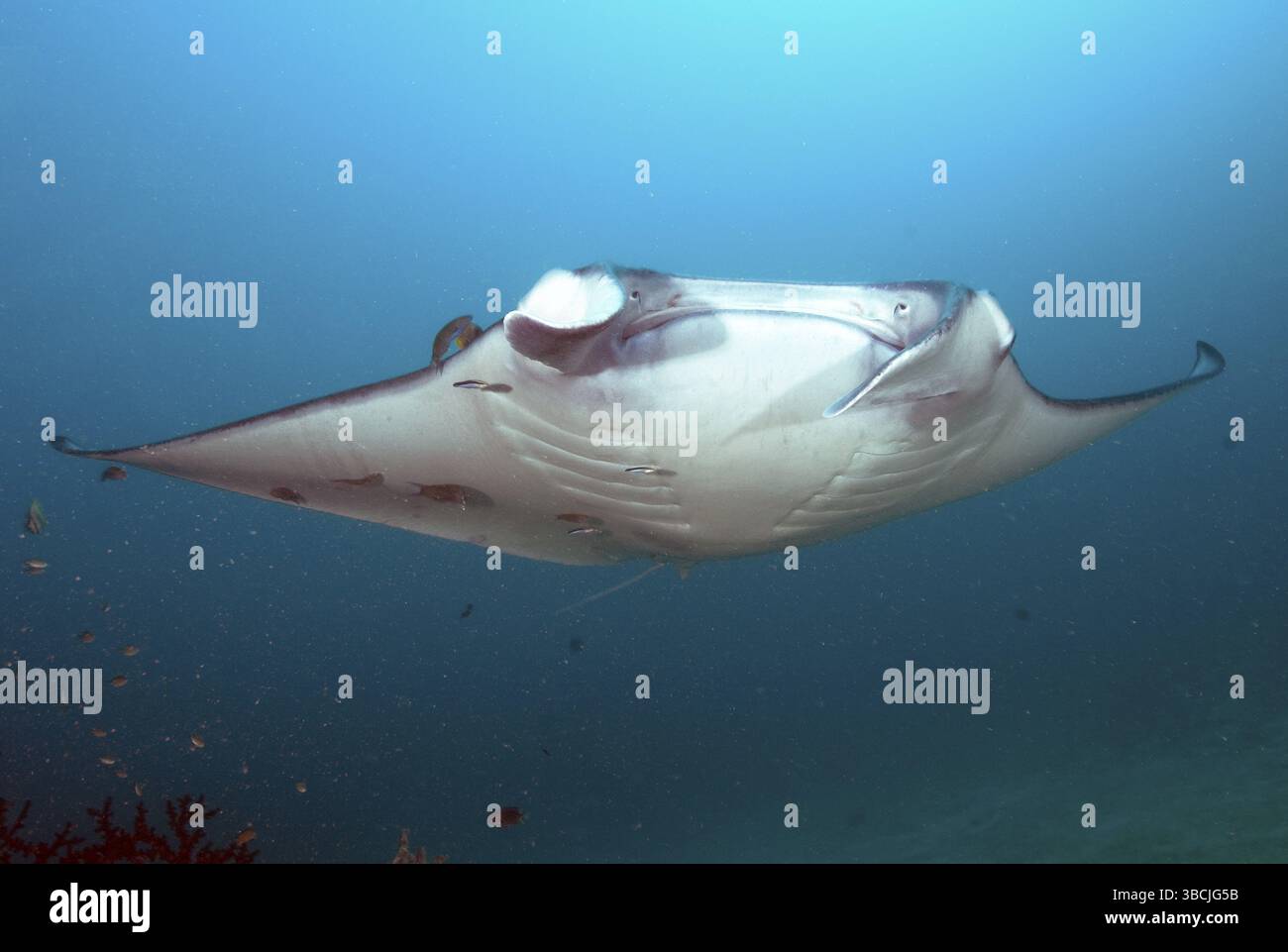 Manta ray at cleaning station (Manta birostris), devil ray, giant ray ...