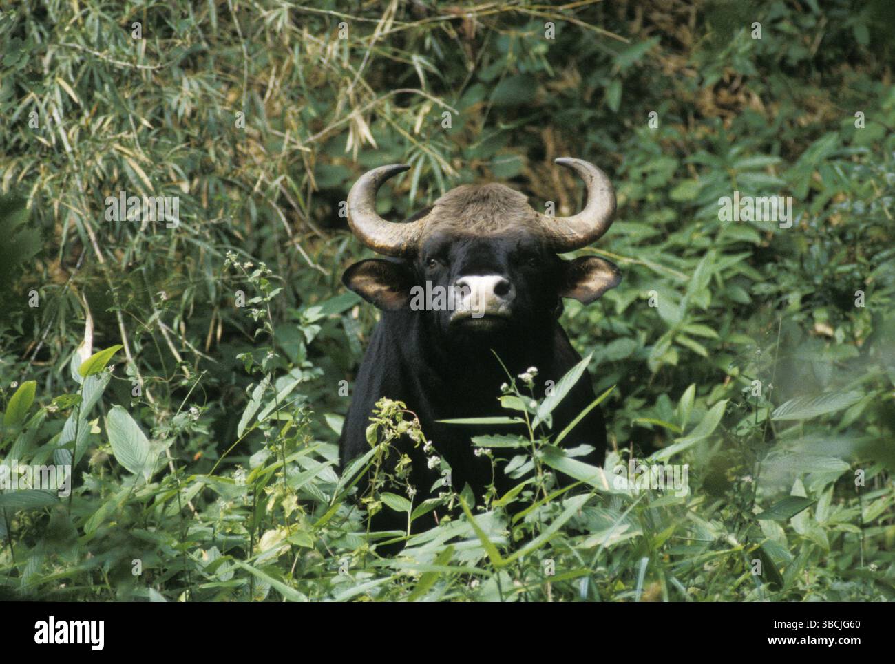 Gaur (Bos gaurus) bull, India, Asia Stock Photo - Alamy